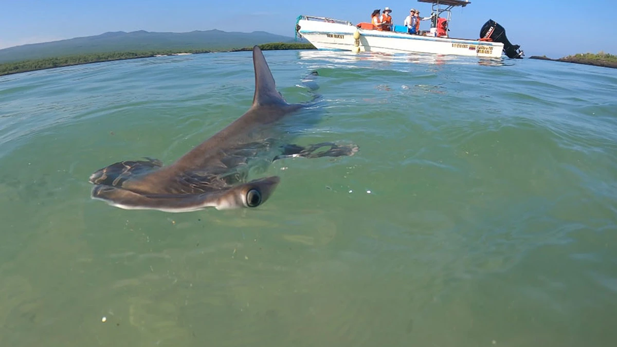Doctoral student protects Galapagos’ sharks | UNC Family Experience
